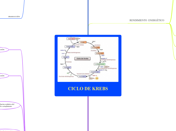 CICLO DE KREBS - Mind Map